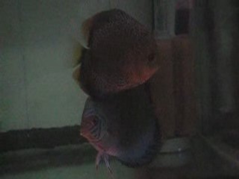 Violet reflection&Scarlet spotted - Dailymotion Video