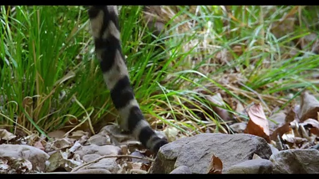 Disneynature's Tiger Trailer - video Dailymotion