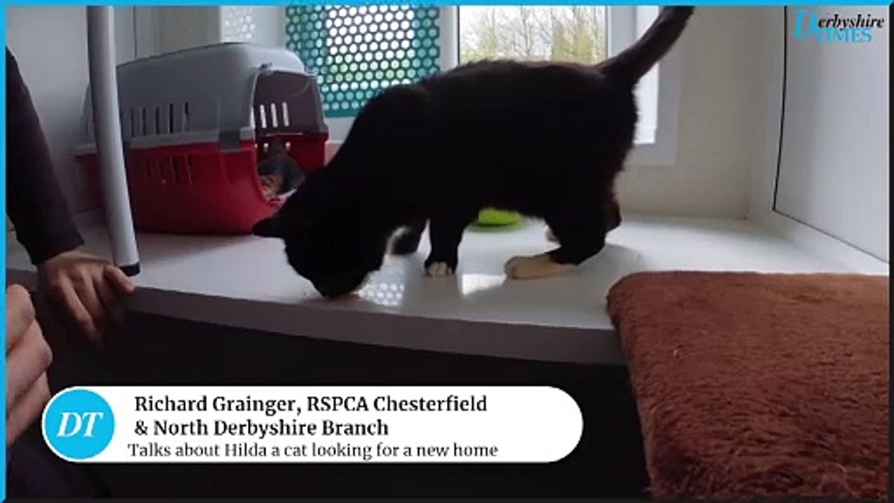 Chesterfield RSPCA cat needs a new home - video Dailymotion