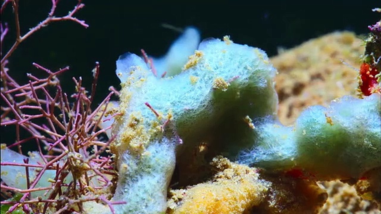 Comme un poisson dans son récif Streaming VF - FanStream - Vidéo Dailymotion