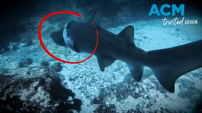 Divers near Forster NSW film shark entangled in plastic rubbish | The ...