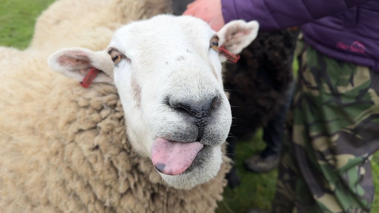 Meet Merlin the Therapy Sheep and the rest of the flock with Leeds owner, therapist and author ...