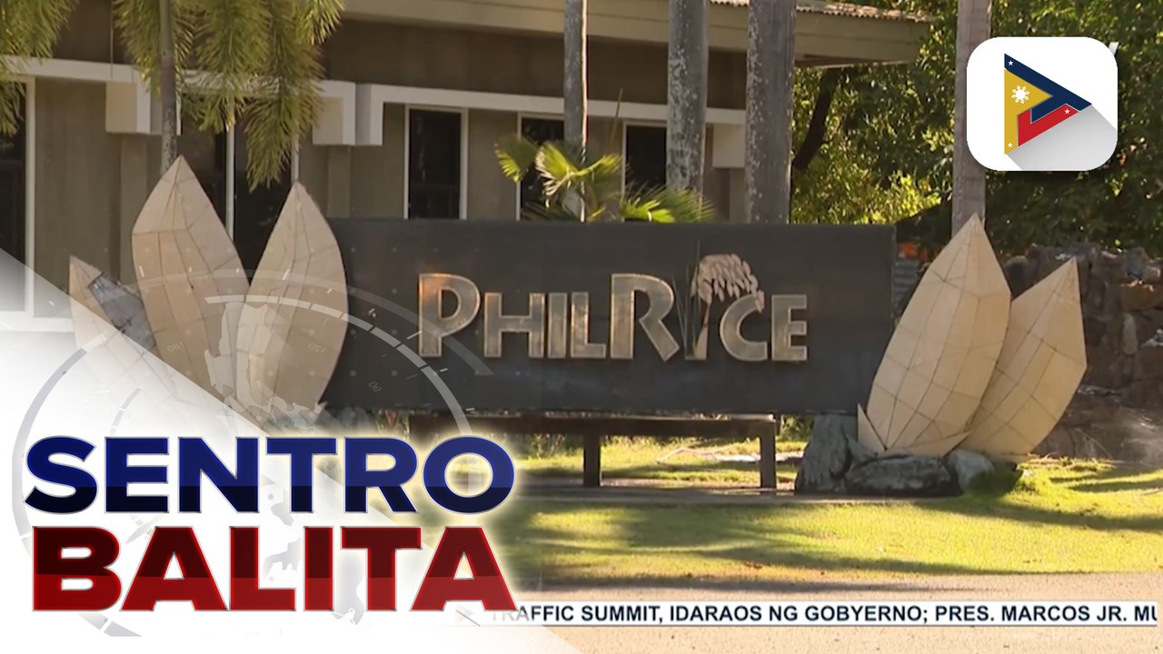 Mga binhi ng palay na kayang mabuhay sa matinding tagtuyot o sa sobra ...