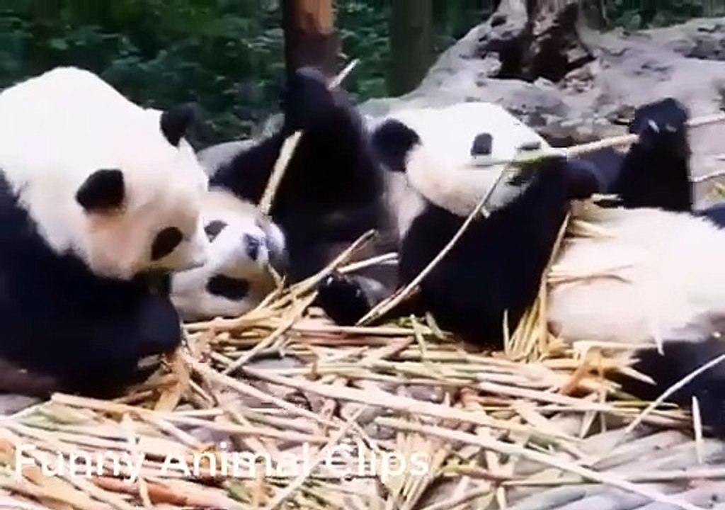 FUNNY PANDA VIDEOS [TRY NOT TO LAUGH] || BEST PANDA VIDEOS COMPILATION ...