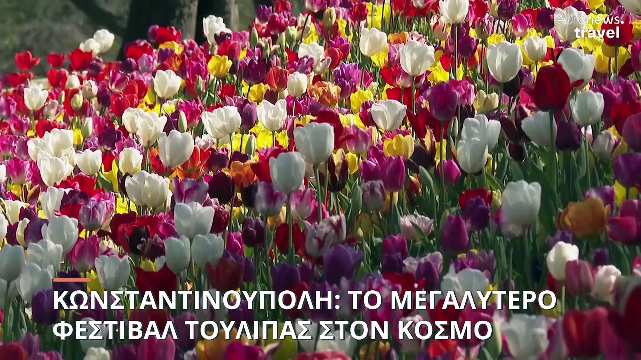 Στην Κωνσταντινούπολη το μεγαλύτερο «φεστιβάλ τουλίπας» στον κόσμο ...