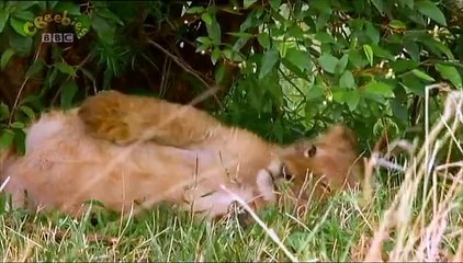 Little Big Cat by RVF2007 - Dailymotion