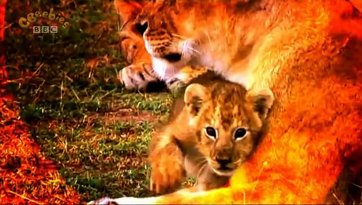 Little Big Cat: Best of Friends - video Dailymotion