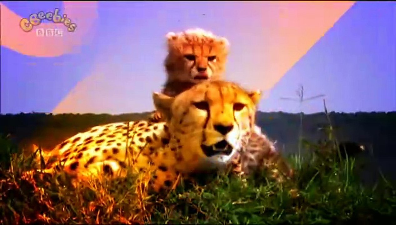 Little Big Cat: Family Life - video Dailymotion
