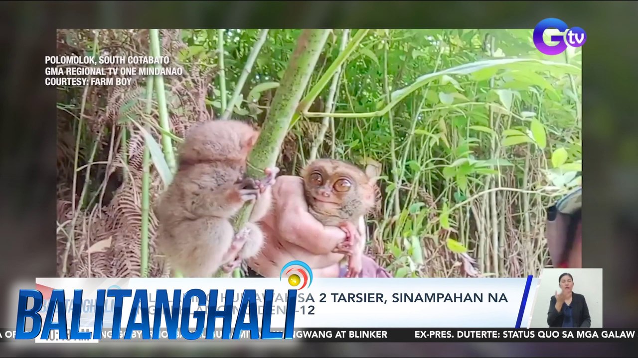 2 lalaking humawak sa 2 tarsier, sinampahan na ng reklamo ng DENR-12 | BT - video Dailymotion