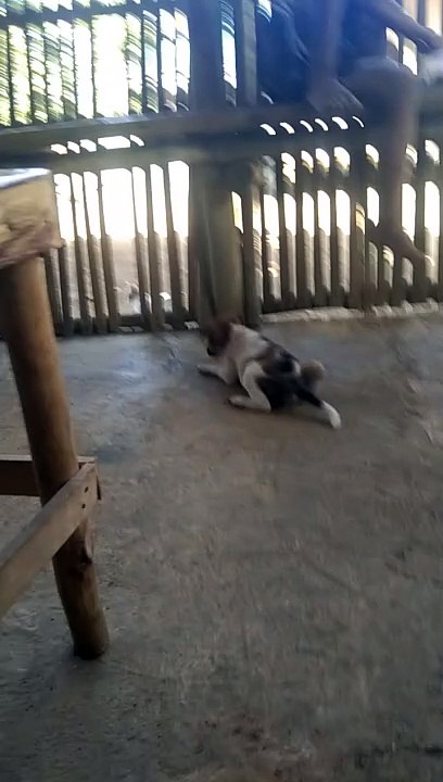 aso at pusa - video Dailymotion