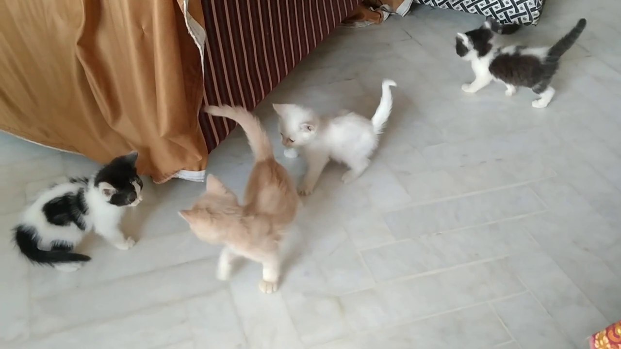 Introducing Two Different Cats With Their Kittens To Each Other - video ...