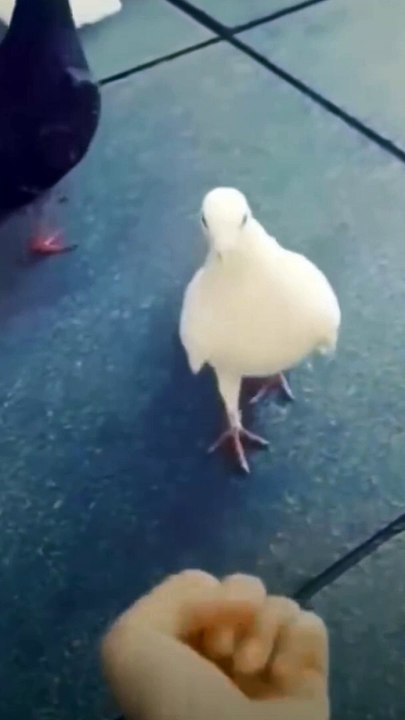 Hhhhh - فيديو Dailymotion