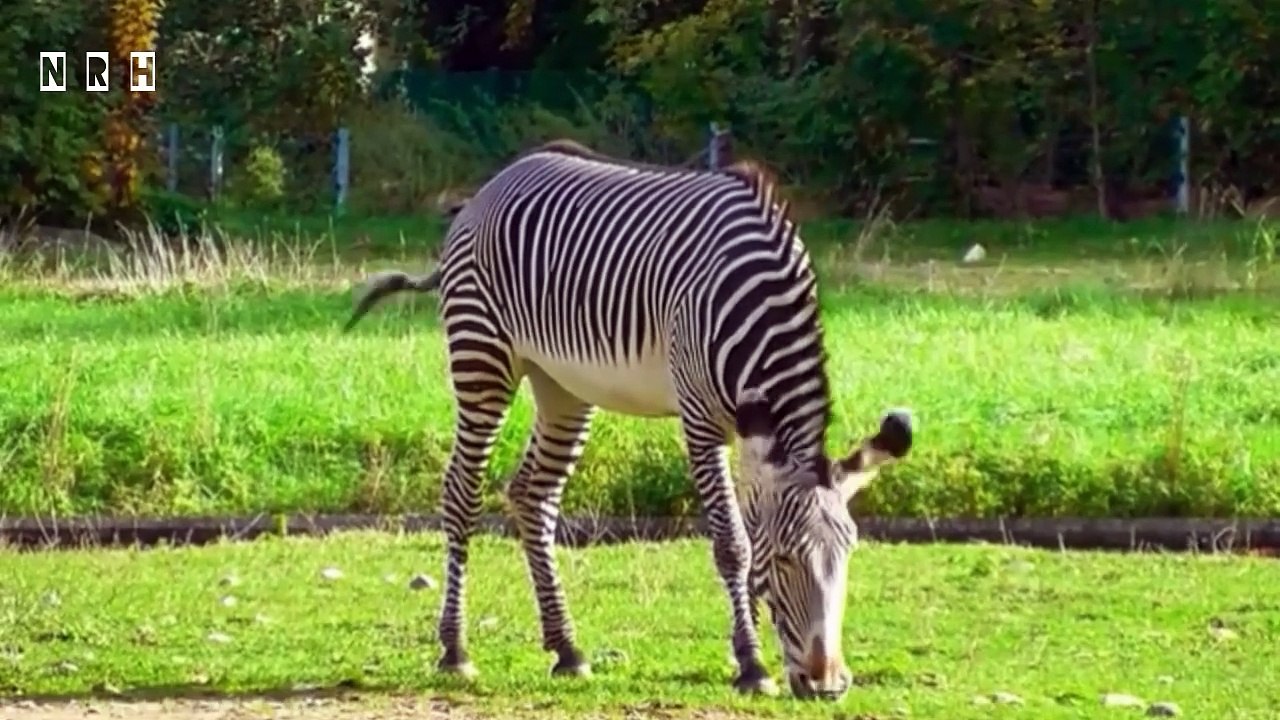 Relaxation video with beautiful, peaceful & cute animals and relaxing ...