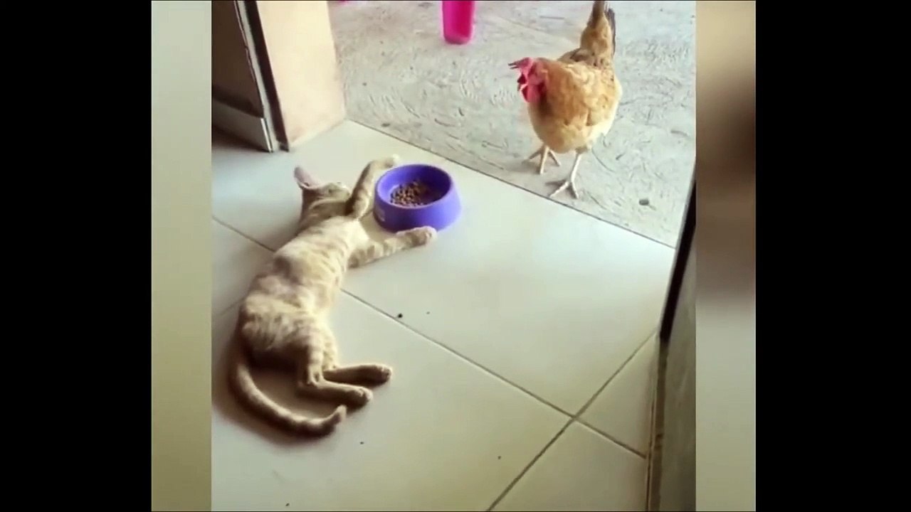 BEST 2020 FUNNIEST ANIMALS Funny Animal Videos Compilation Try Not To ...
