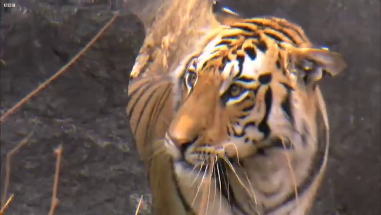 tiger attack man in the forest _ tiger attack in jungle, royal bengal ...