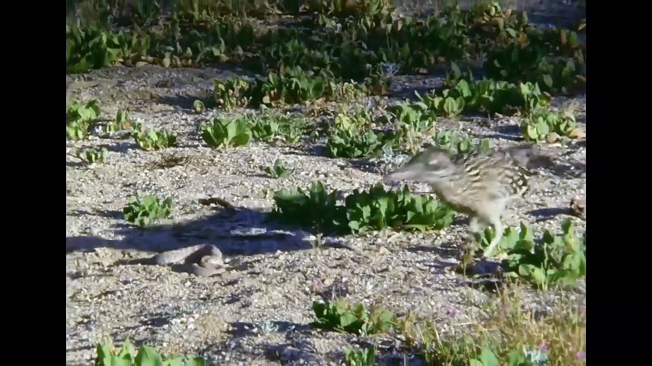 Roadrunner vs. Rattlesnake - On the hunt with a bird born to run ...
