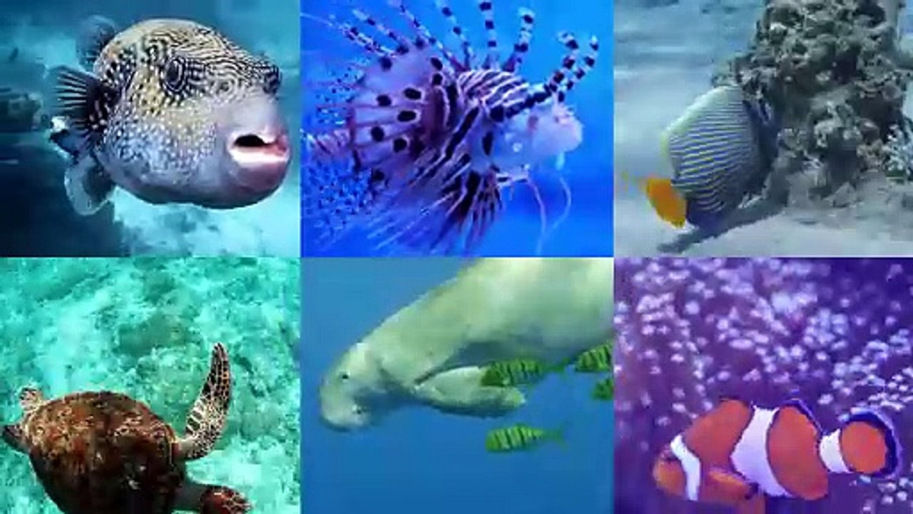 Ocean Alphabet Tunes: ABC Sea Animals Song for English Learners - video ...