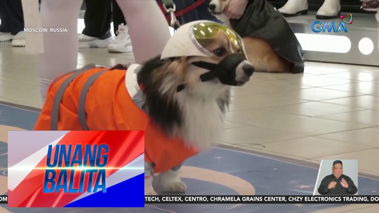 Ilang corgi, rumampa suot ang outfits inspired by "Star Wars" | UB ...