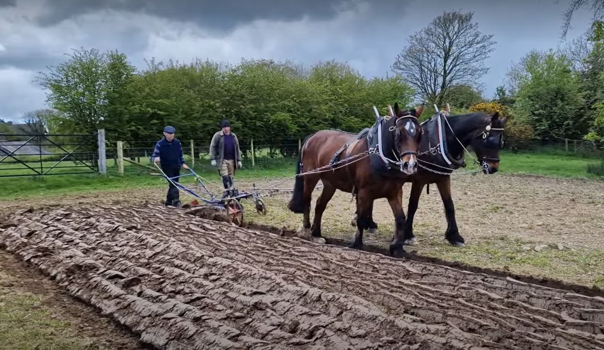 Some more footage from the horse ploughing at the Country Skills Day at ...