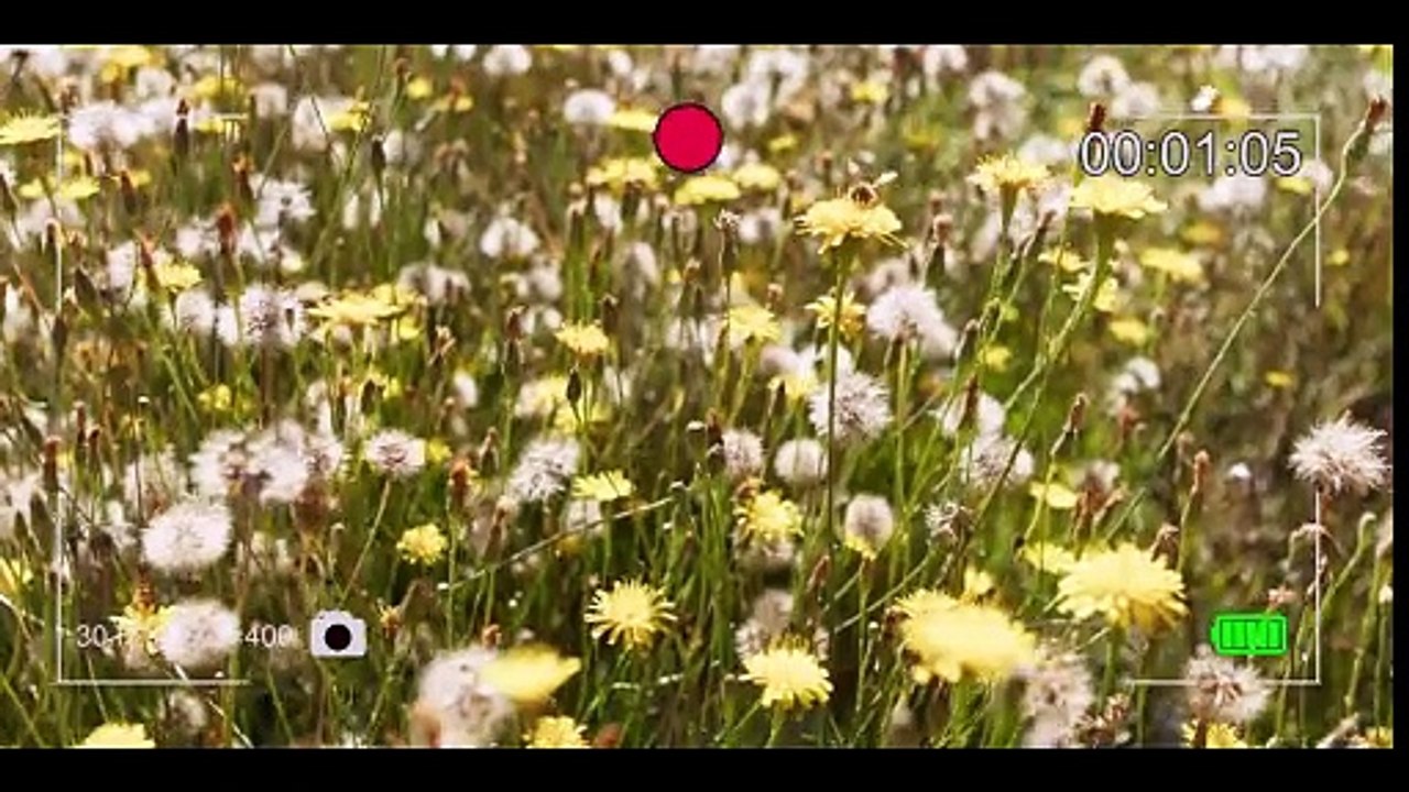 The Beehive Movie - video Dailymotion