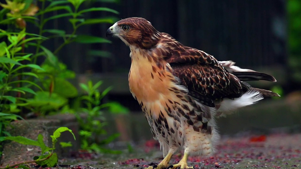 Red-Tailed Hawk Dancing in Rain - video Dailymotion