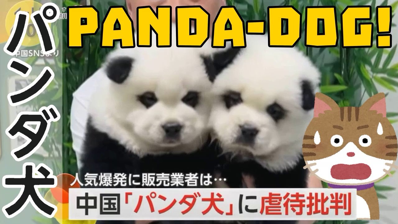 「パンダ犬」PANDA DOG , Pandas as pets?!? in cina cresce la popolarita del ...