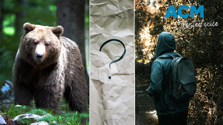 What is the ‘man or bear’ TikTok debate? | The Advocate | Burnie, TAS