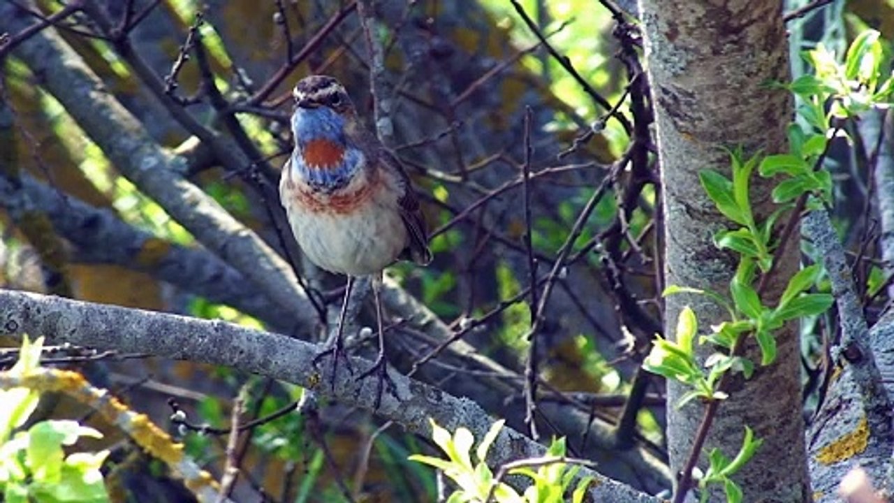 The Bluethroat: Close Up HD Footage (Luscinia svecica) - video Dailymotion