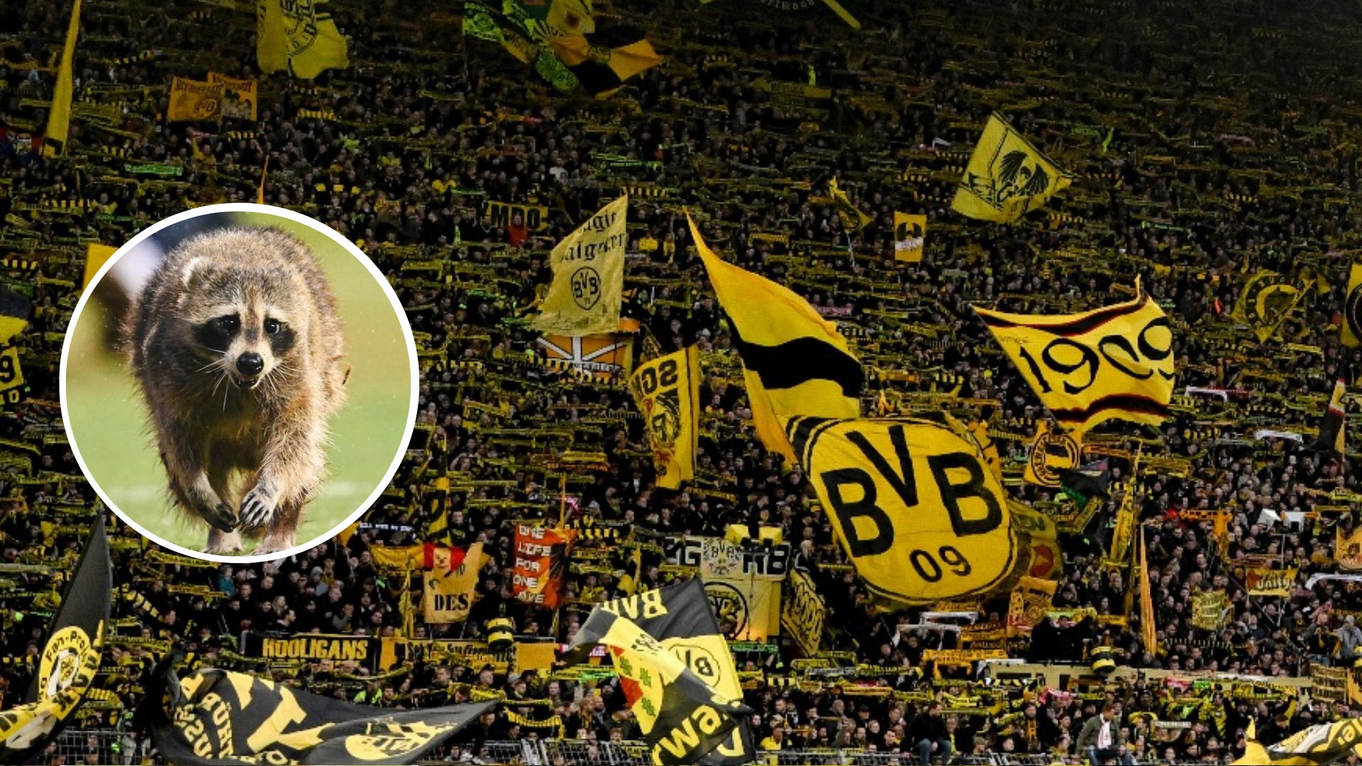 Borussia Dortmund Signs the MLS Raccoon | beIN SPORTS