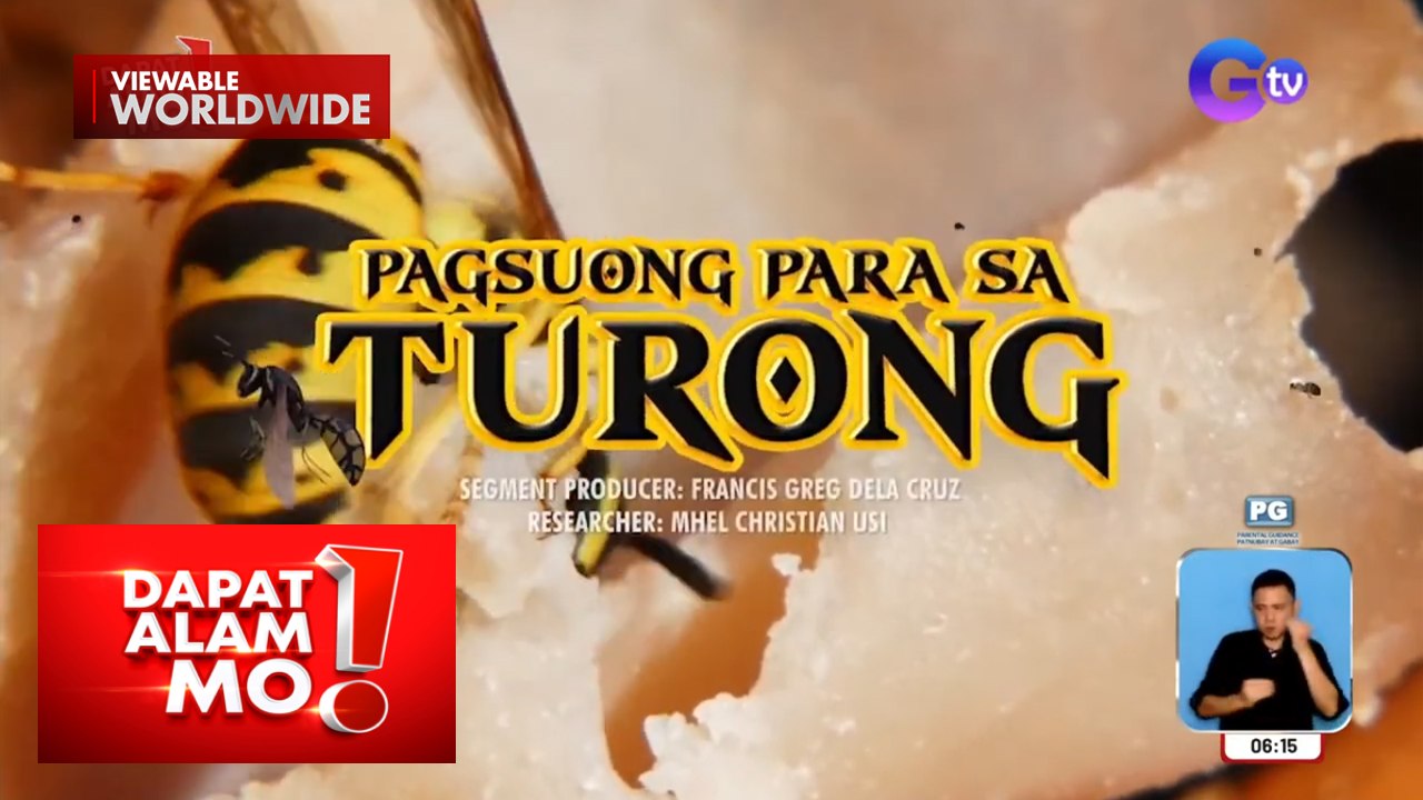 Itlog ng insekto, iniluluto at pinagsasaluhan sa Palawan?! | Dapat Alam ...