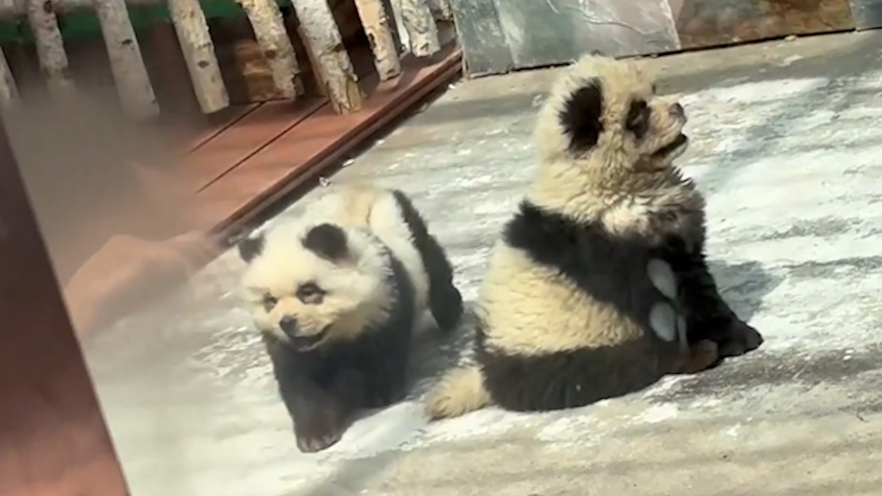 "Panda dogs" captivate visitors in China - video Dailymotion