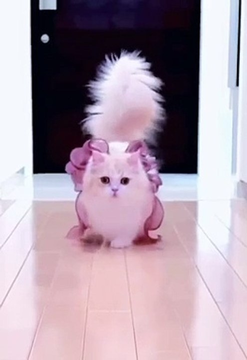 Trend __ wish cat status __ new 2024 WhatsApp status __(360P) - video ...