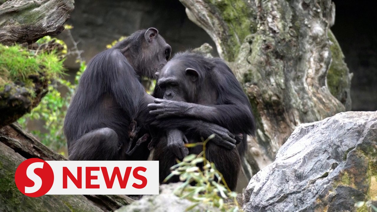 Grieving chimpanzee carries dead baby for months at Spanish zoo - video ...