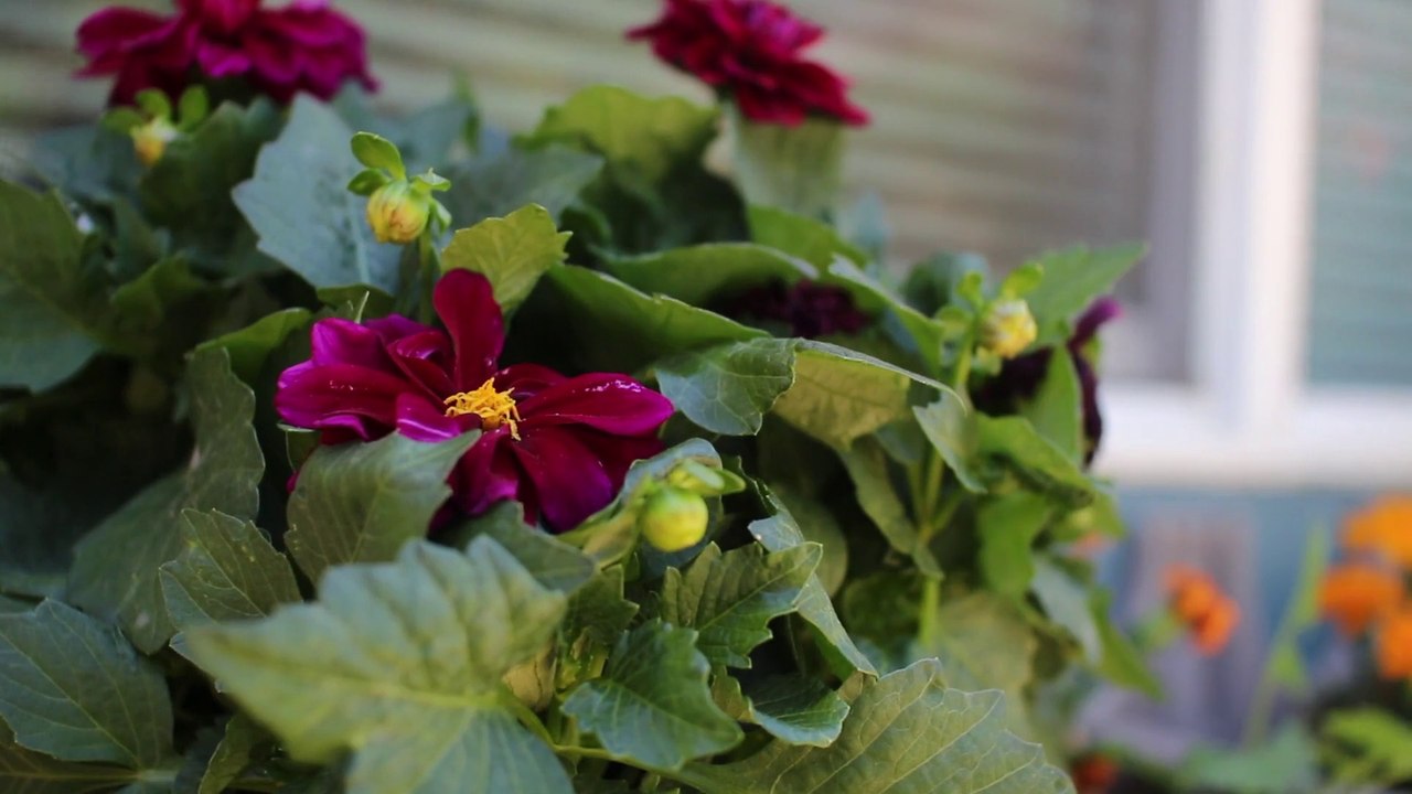 Flower - video Dailymotion