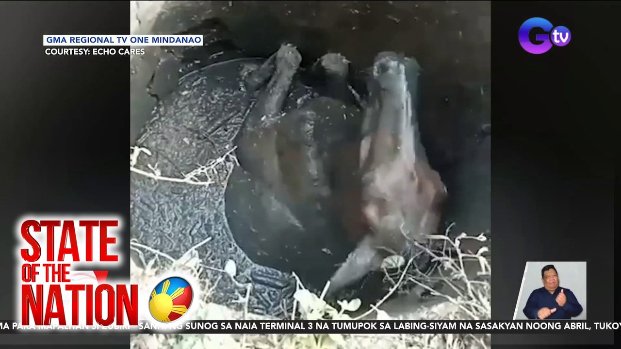 Kabayong nahulog sa septic tank sa Sta. Cruz, Davao Del Sur, nasagip ...