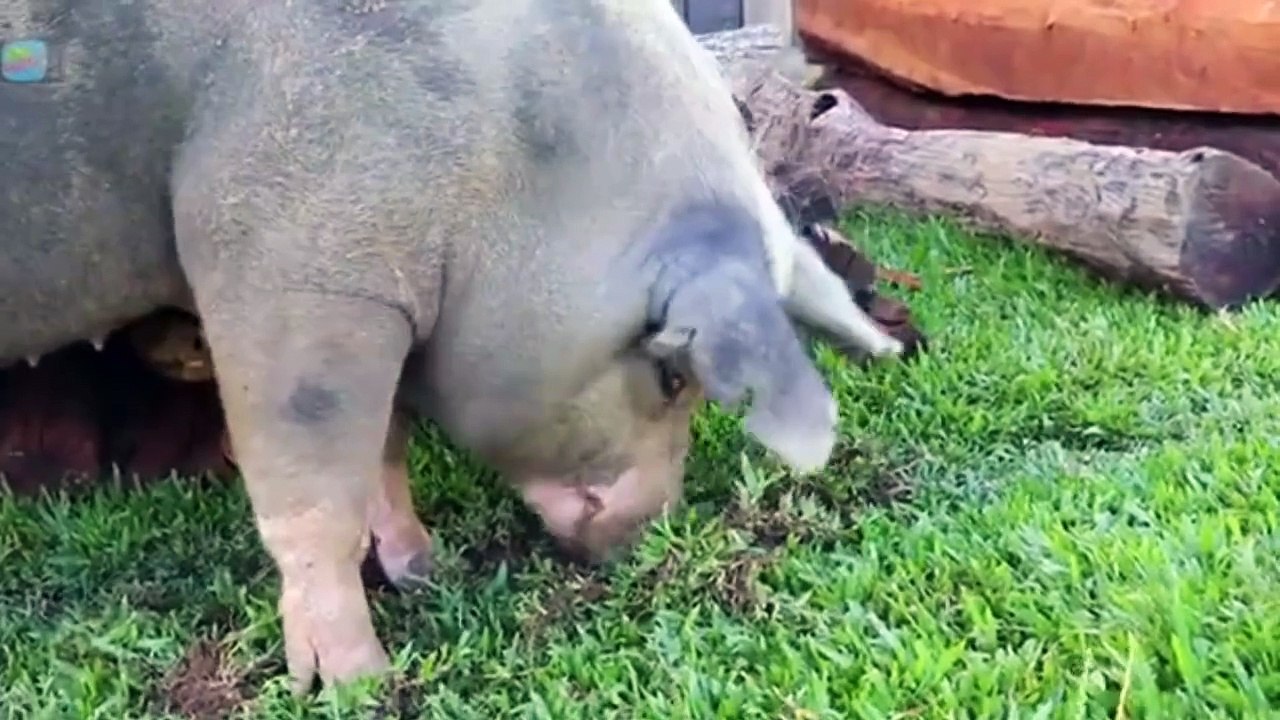 All About Pig Sounds: Oinks, Grunts, Squeals & More (Sound Effects) # ...