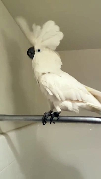 Parrot Dance - video Dailymotion