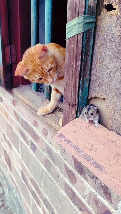 Funny cat/ cat and rat/ cat playing with rat - video Dailymotion