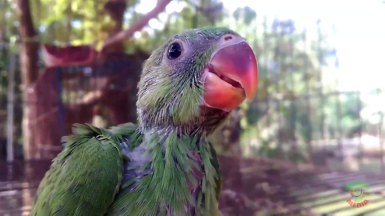 Baby Ringneck Parrot Random Sounds - video Dailymotion