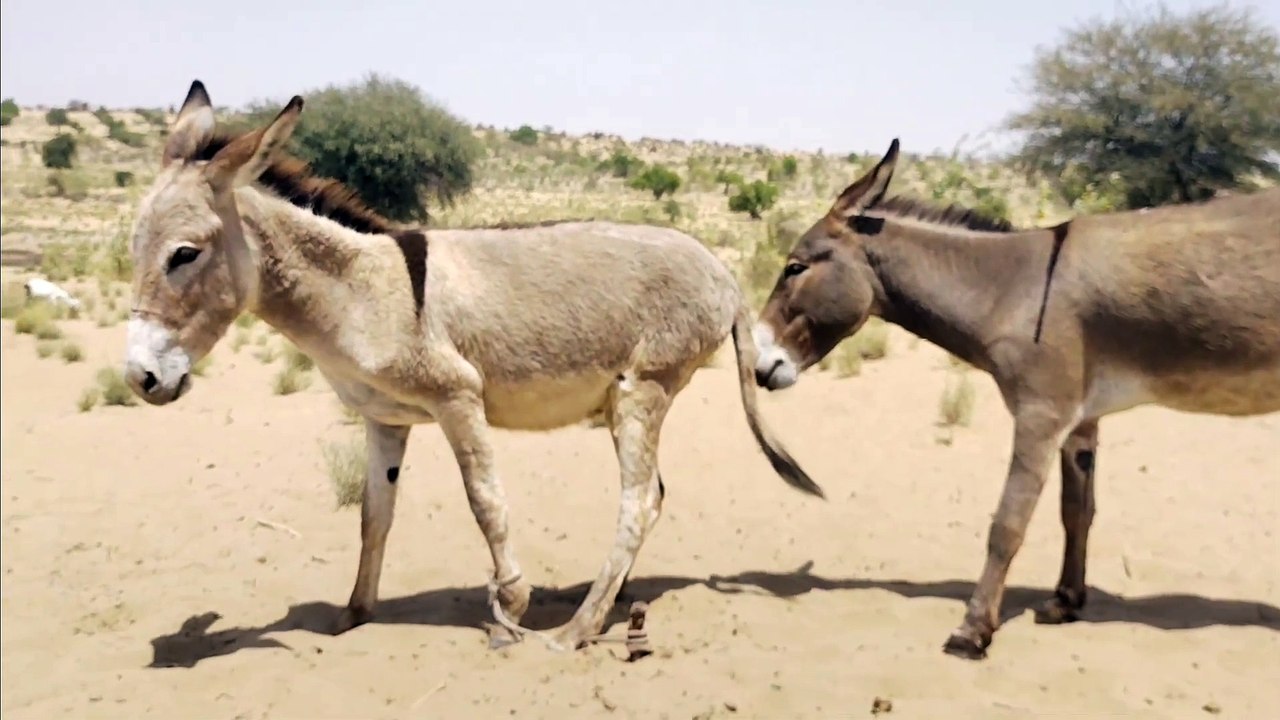 #donkey meeting first Time Donkey Lovers. - video Dailymotion
