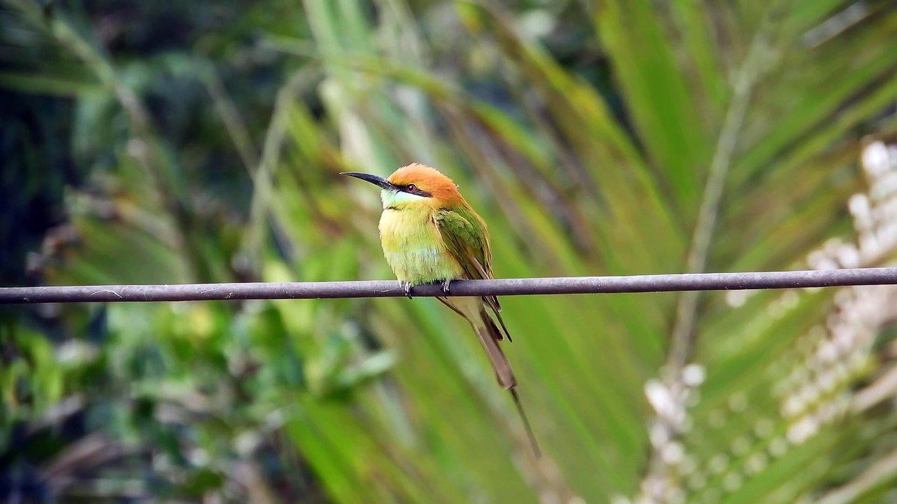 beautifull bird in the world - video Dailymotion