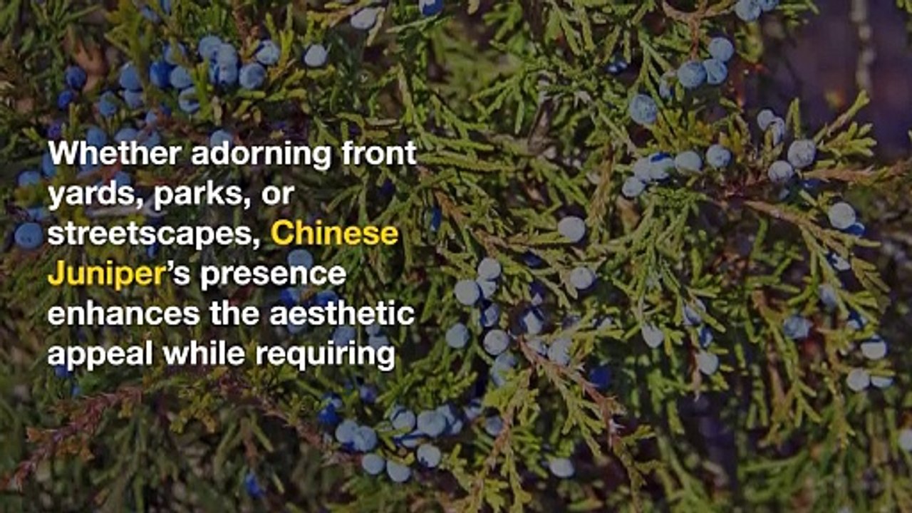 Juniperus chinensis: Exploring the Beauty and Versatility of Chinese ...