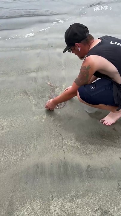 Kindhearted Hero Rescues Stingray Stuck in Mud! - video Dailymotion