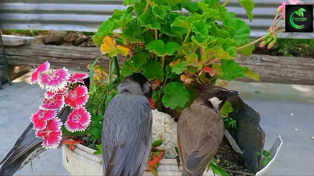 Wild Bulbul Birds Feasting on Flowers - Stunning Video!" Bulbul Birds ...