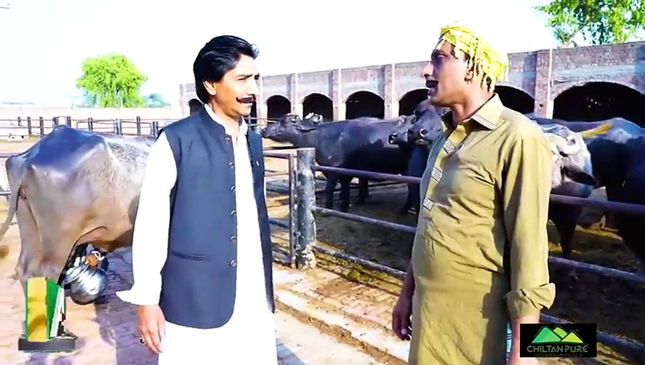 The milk thief was caught Saleem Albela and Goga Pasroori Funny(480P ...