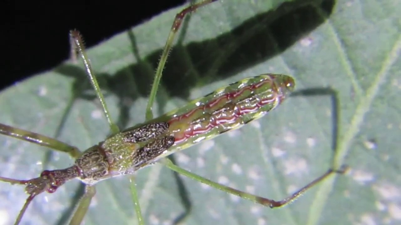 Rare Bug from Deep Jungle Rarely Seen By Humans- Amazing Nature - video ...