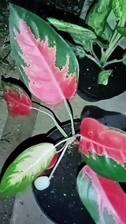 Foto makro bunga talas - Video Dailymotion