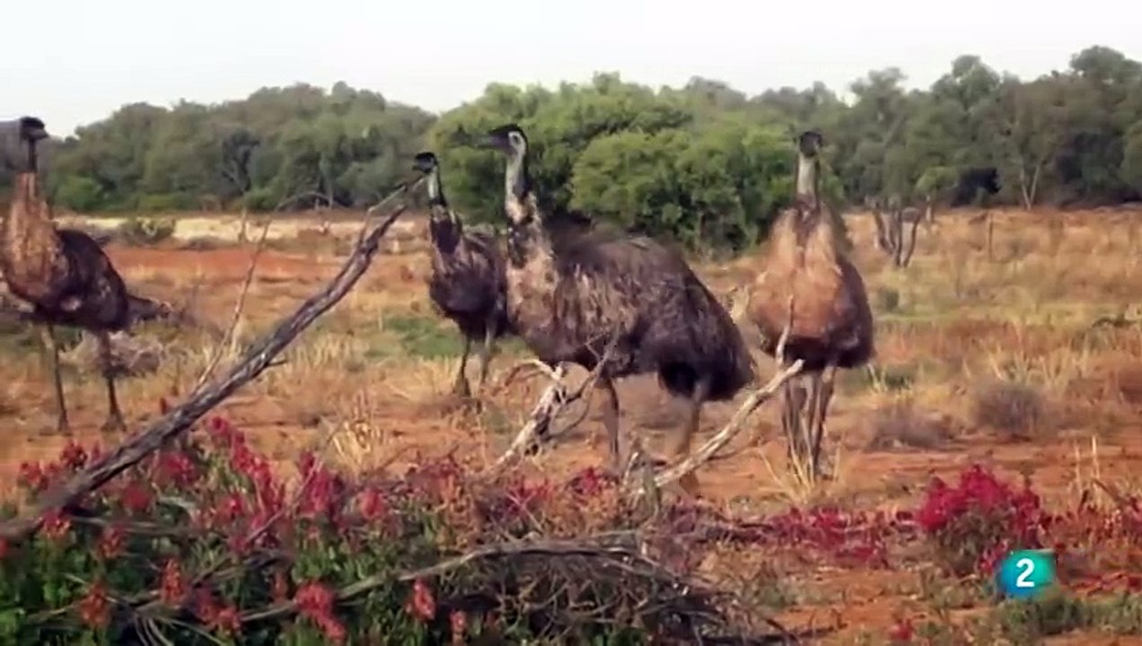 Documentales: El Rey Canguro - Descubre la Vida del Icono Australiano ...