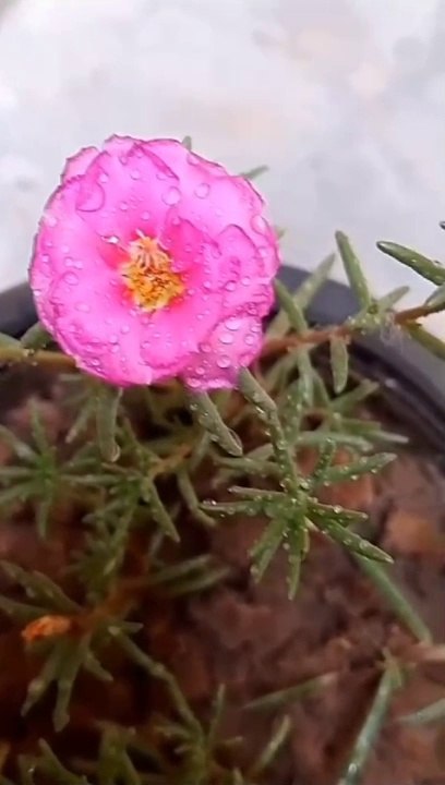 Beautiful Flower - video Dailymotion