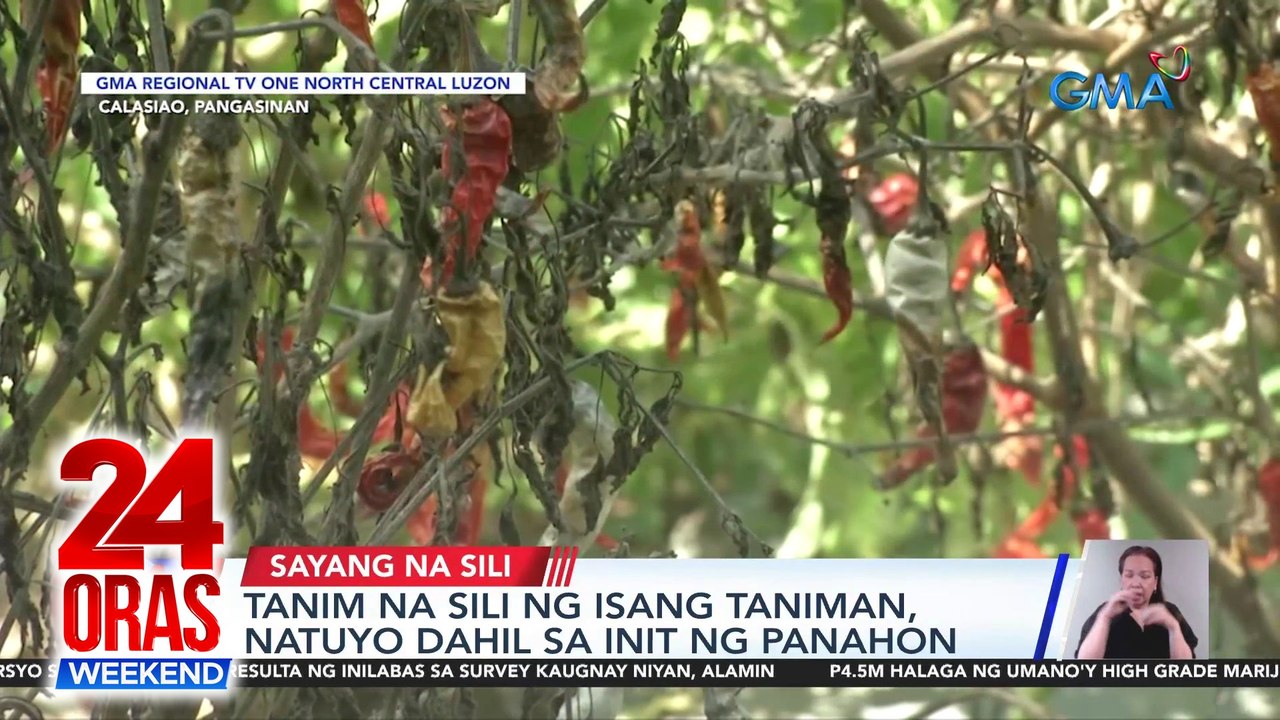 Tanim na sili ng isang taniman, natuyo dahil sa init ng panahon | 24 ...